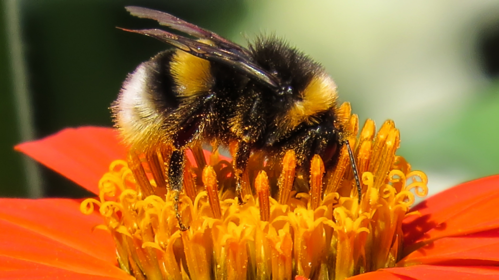 Las plantas atraen a las abejas con sus colores y aromas – Naturaleza ...